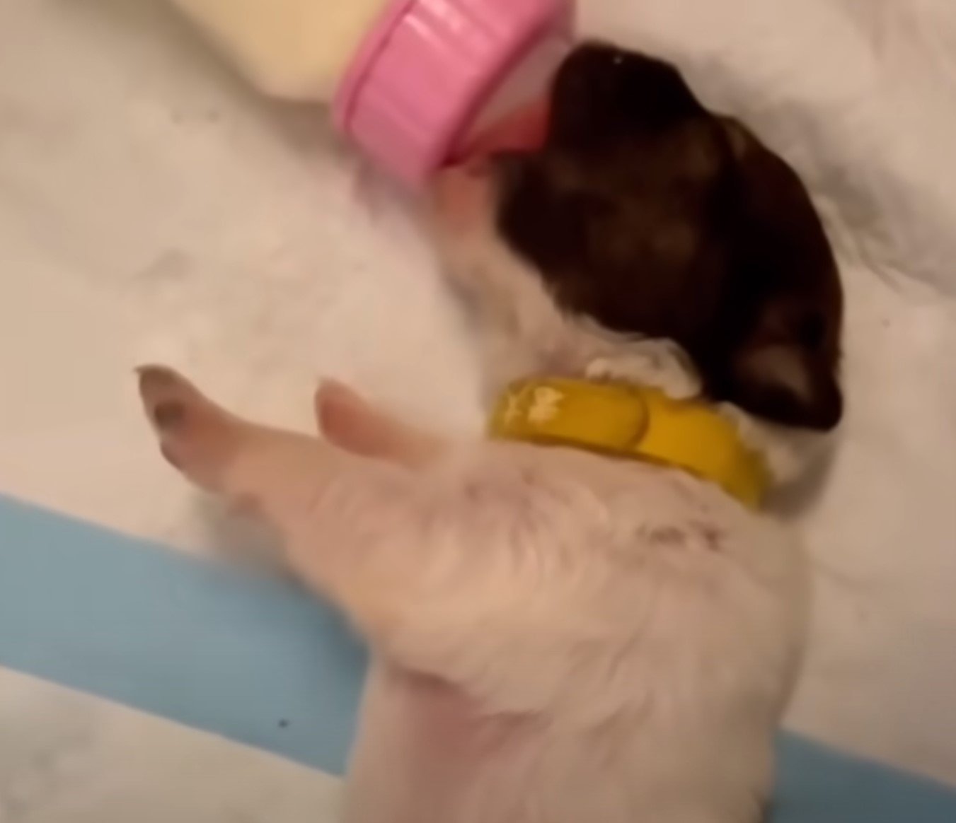 A Homeless Dog's Plea Leads Rescuers to an Emotional Surprise