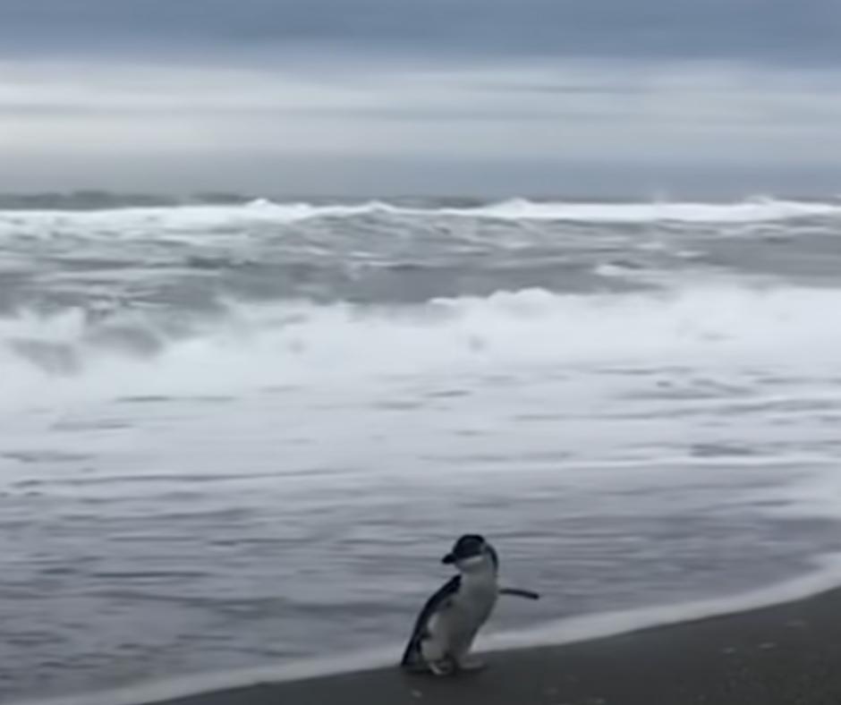 A Tearful Goodbye: Blue Penguin's Emotional Return to the Wild