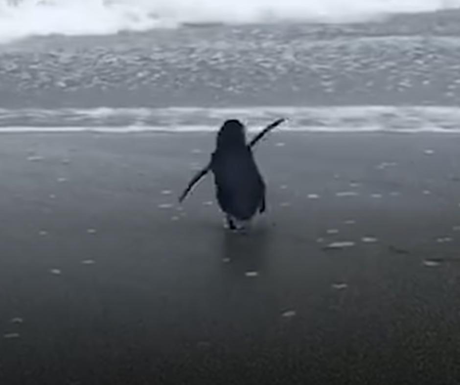 A Tearful Goodbye: Blue Penguin's Emotional Return to the Wild