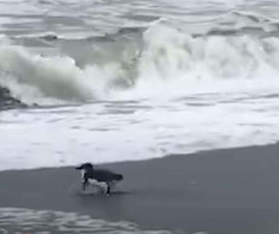 A Tearful Goodbye: Blue Penguin's Emotional Return to the Wild