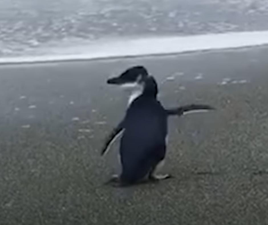 A Tearful Goodbye: Blue Penguin's Emotional Return to the Wild