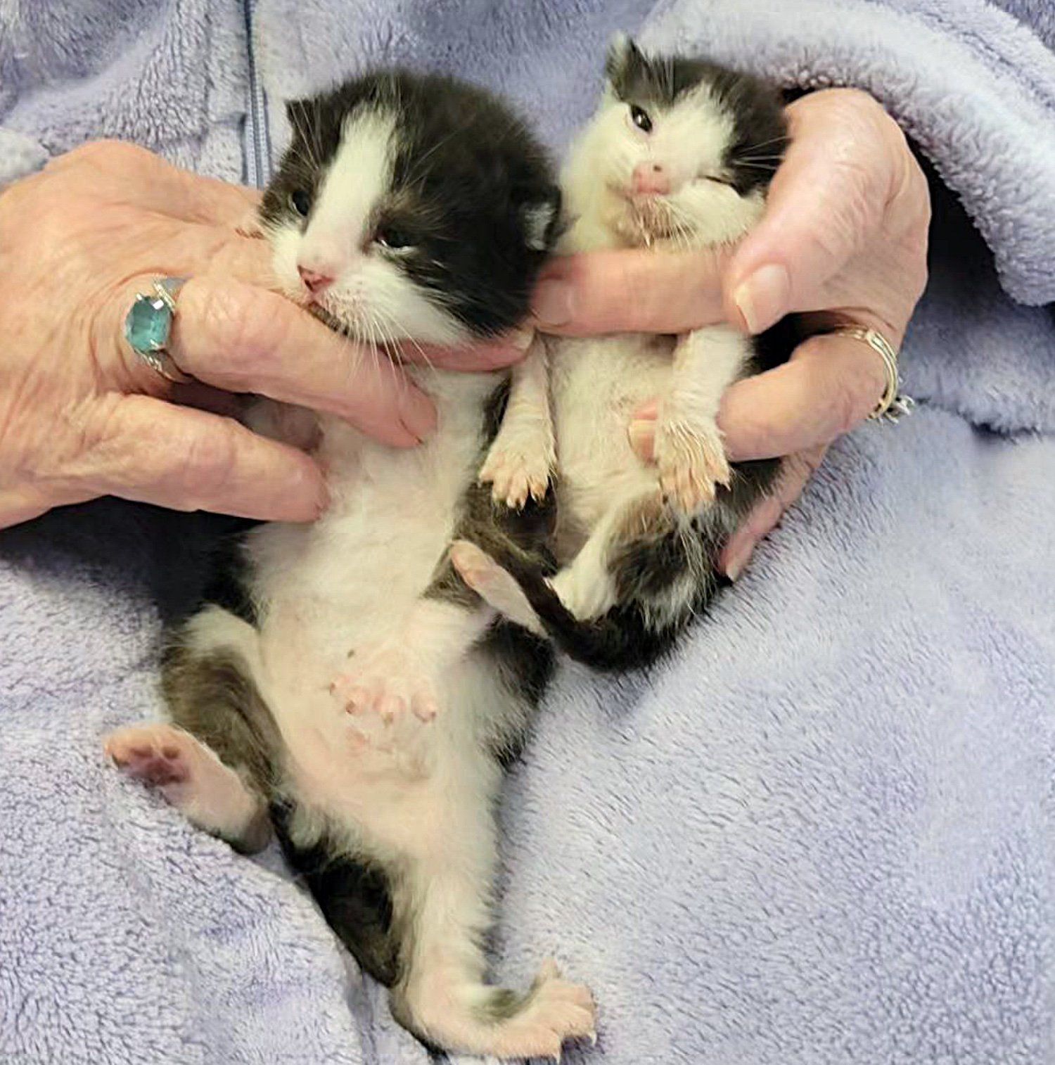 A Tiny Kitten's Remarkable Journey from Fragile to Fabulous