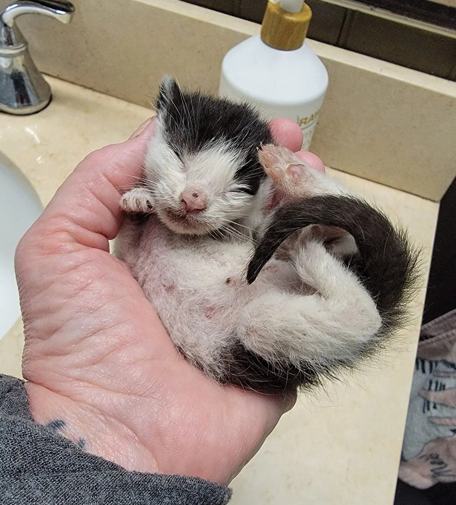 A Tiny Kitten's Remarkable Journey from Fragile to Fabulous