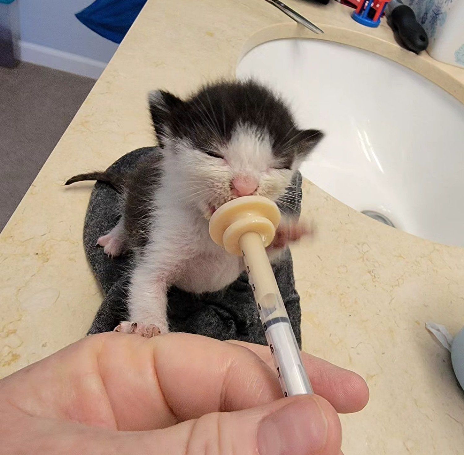 A Tiny Kitten's Remarkable Journey from Fragile to Fabulous