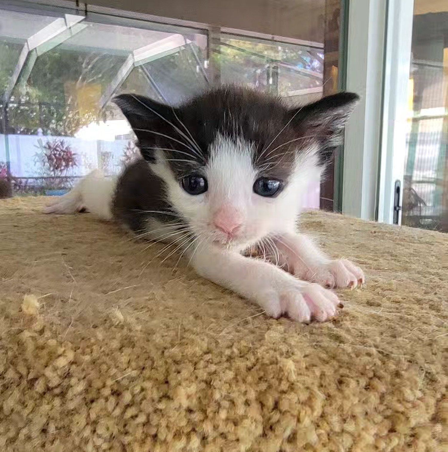 A Tiny Kitten's Remarkable Journey from Fragile to Fabulous