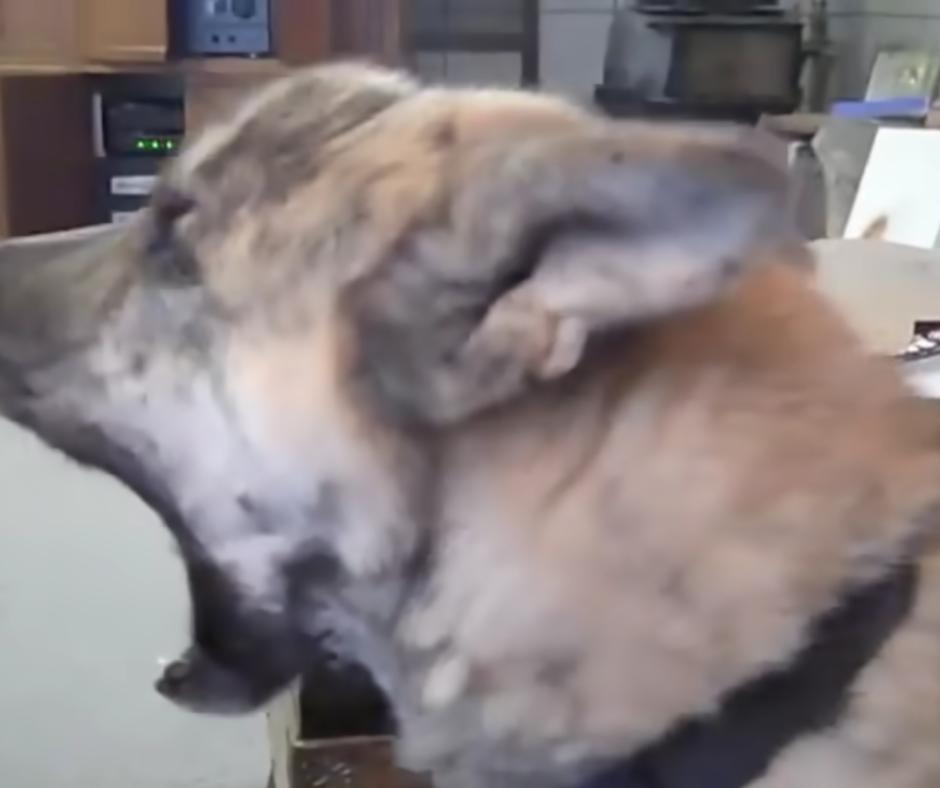 Discover the Viral Dog Video That Will Melt Your Heart and Make You Laugh!