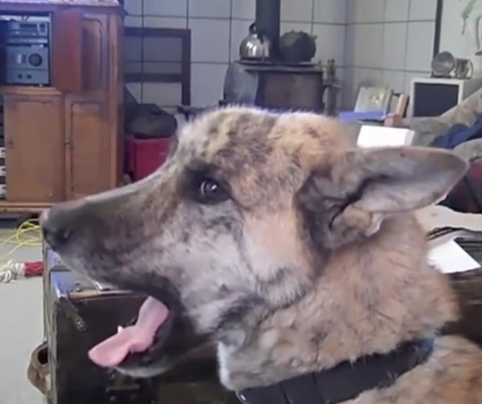 Discover the Viral Dog Video That Will Melt Your Heart and Make You Laugh!