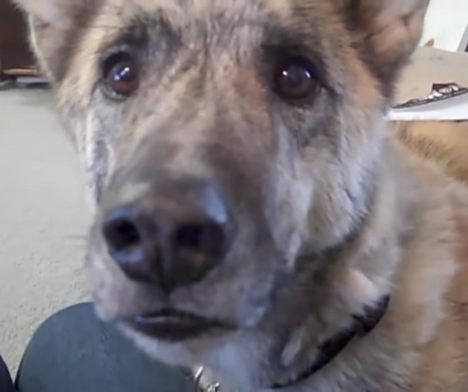 Discover the Viral Dog Video That Will Melt Your Heart and Make You Laugh!