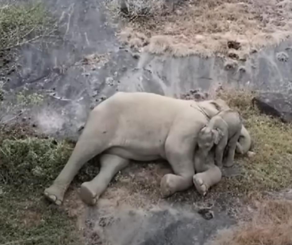 Emotional Elephant Reunion: Lost Calf's Miraculous Journey Home