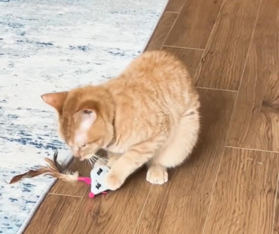 Farewell to the Feline Songbird: Cala's Unforgettable Journey