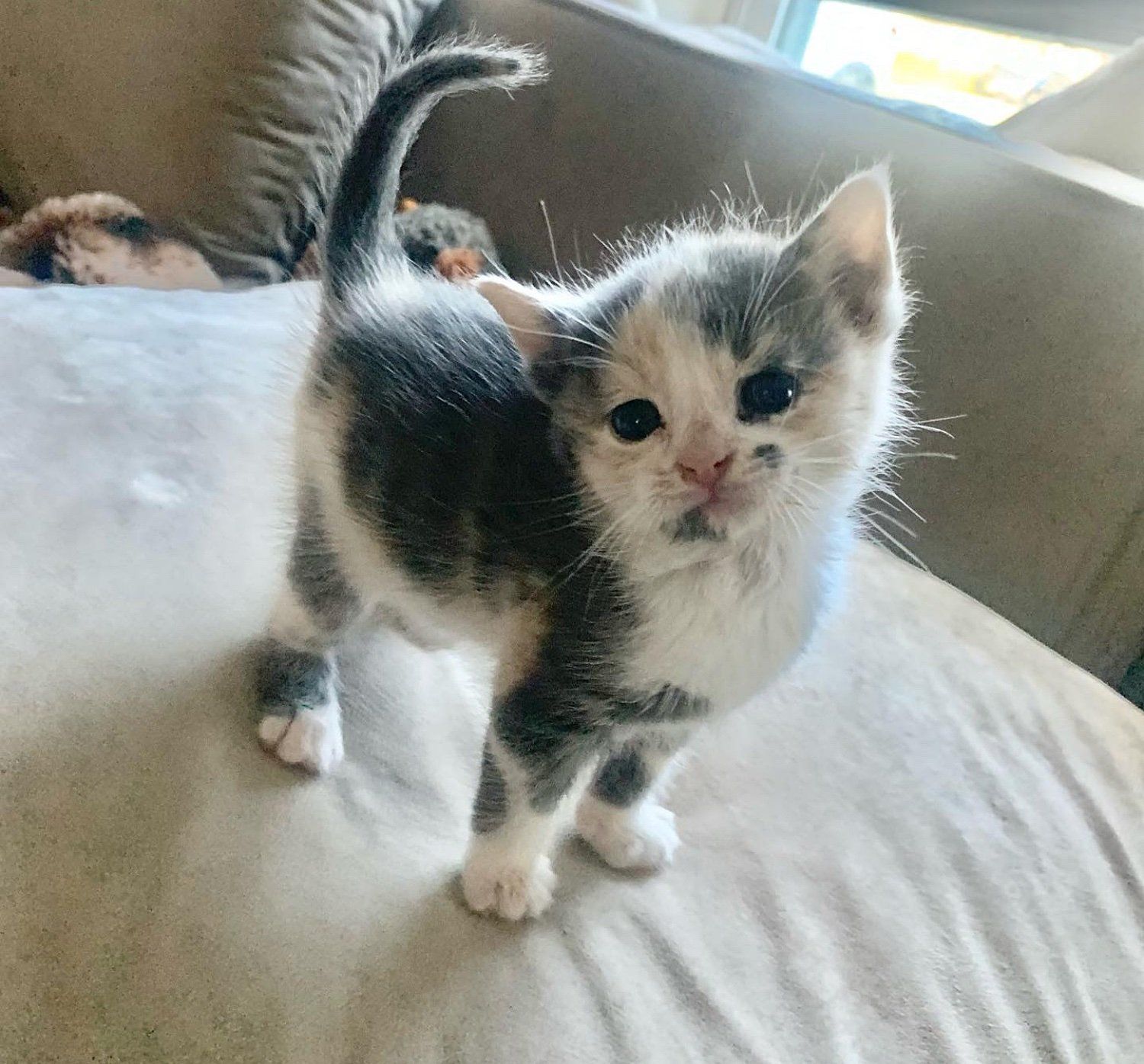 From Grit to Glamour: Tiny Kitten's Bold Journey from Industrial Site ...