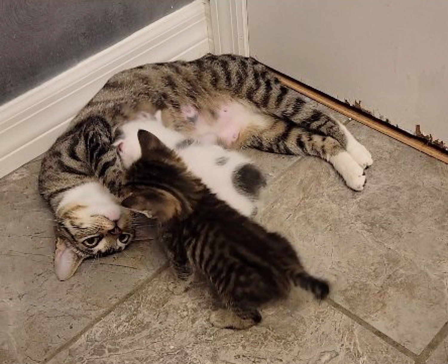 From Stray to Queen: Cat's Miraculous Transformation After Finding a ...