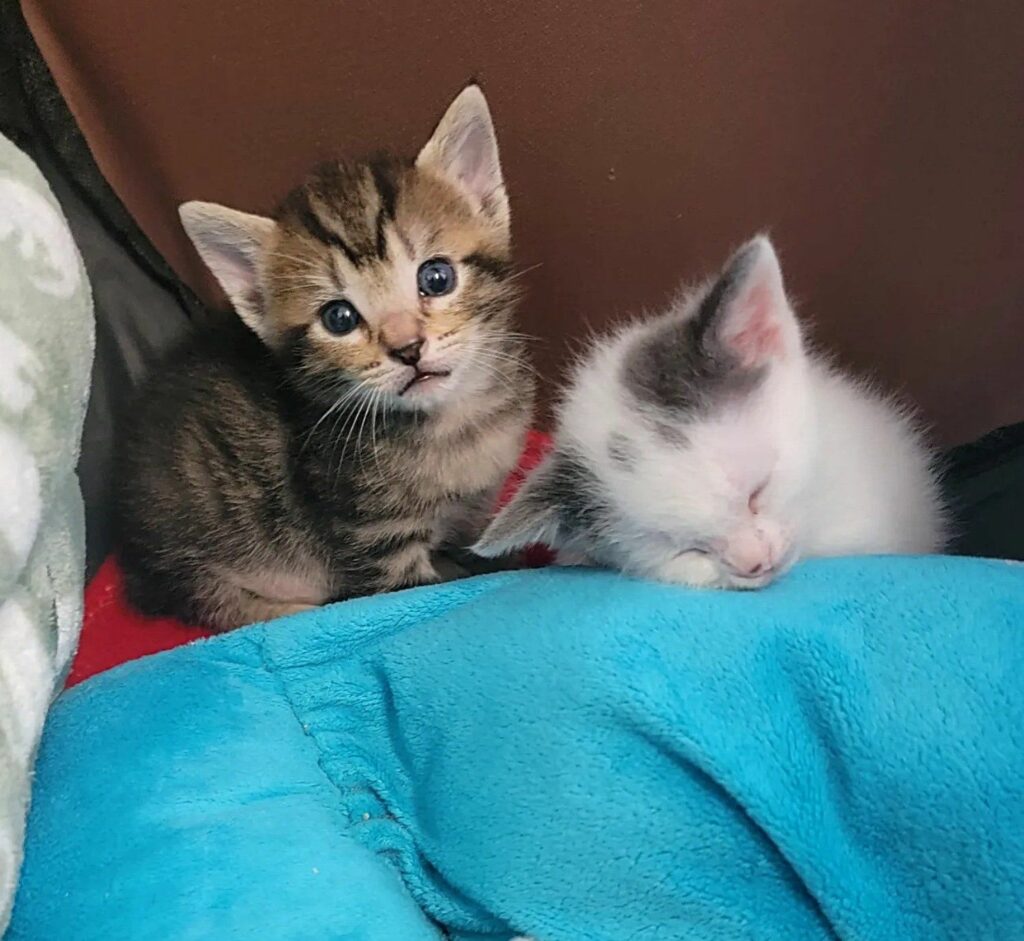 From Stray to Queen: Cat's Miraculous Transformation After Finding a ...