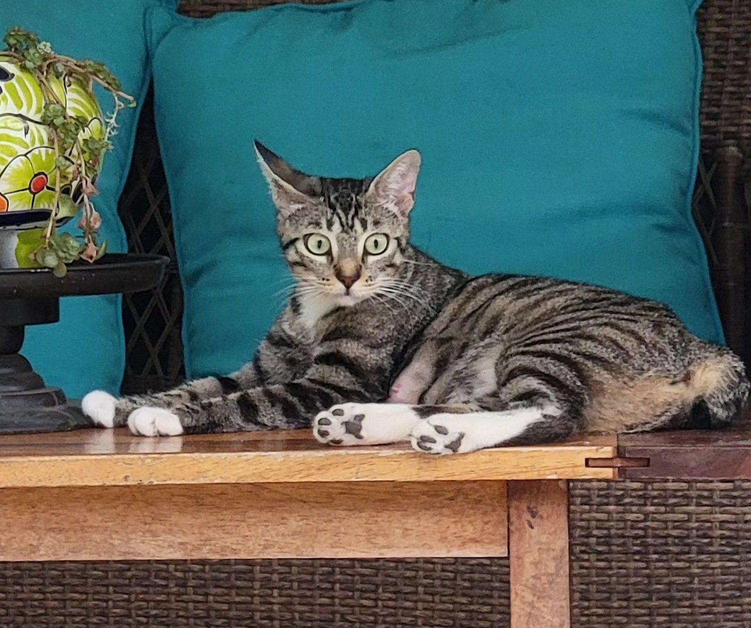 From Stray to Queen: Cat's Miraculous Transformation After Finding a ...