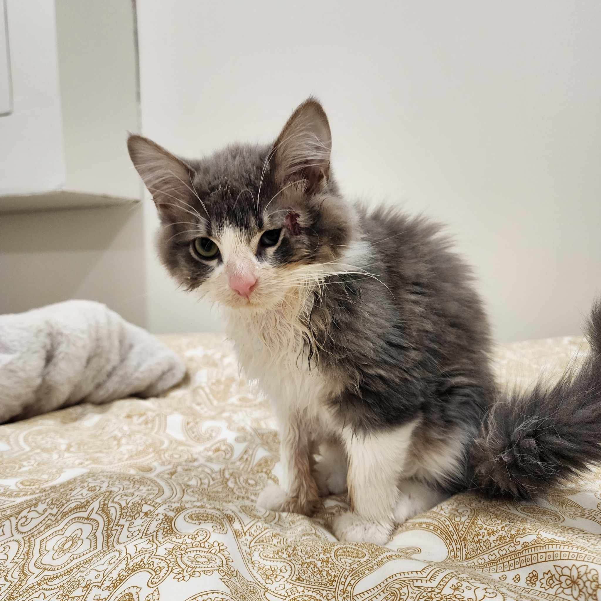 From Street Struggles to a Loving Home: The Miraculous Journey of a ...