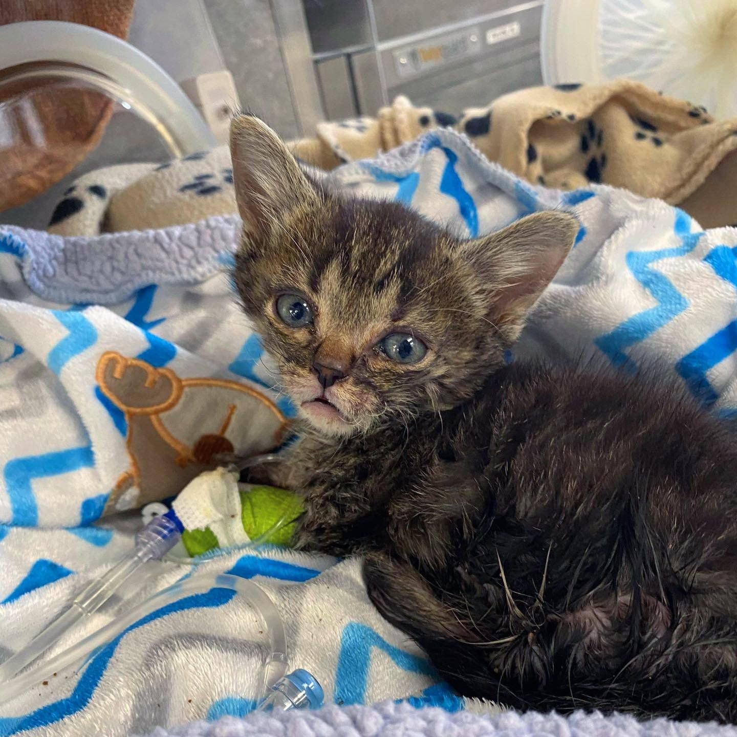 From Struggle to Strength: The Inspiring Journey of a Brave Kitten