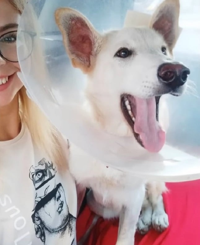 Heartbreaking Discovery of a Pup Fighting for Survival in a Puddle