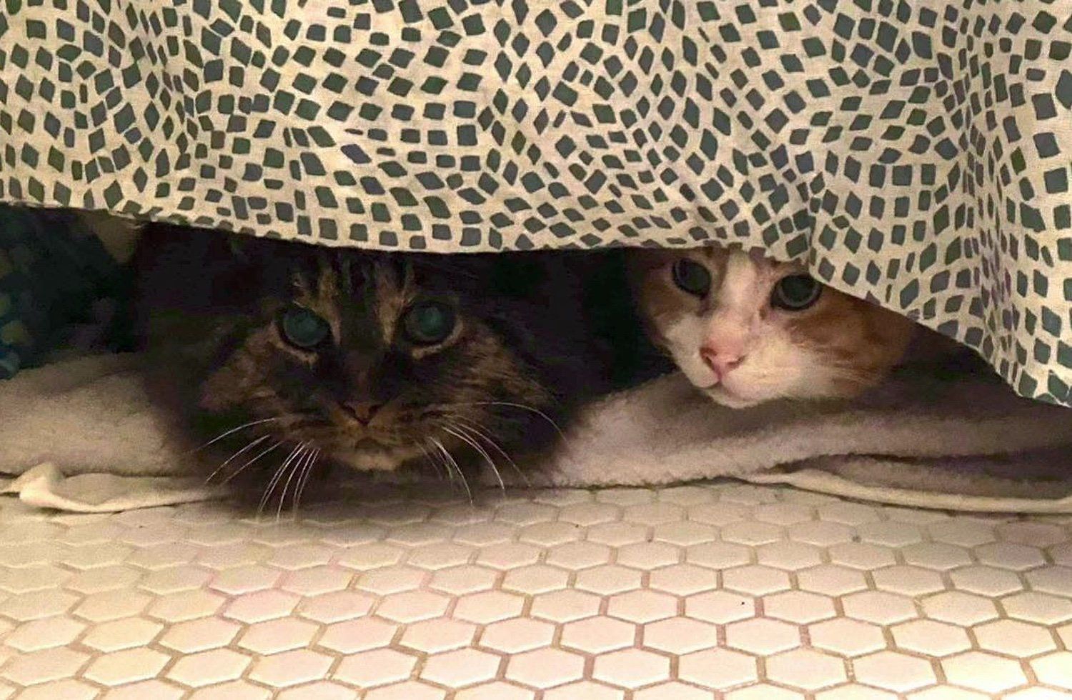 Heartfelt Reunion: Two Stray Cats Find Their Forever Home Together