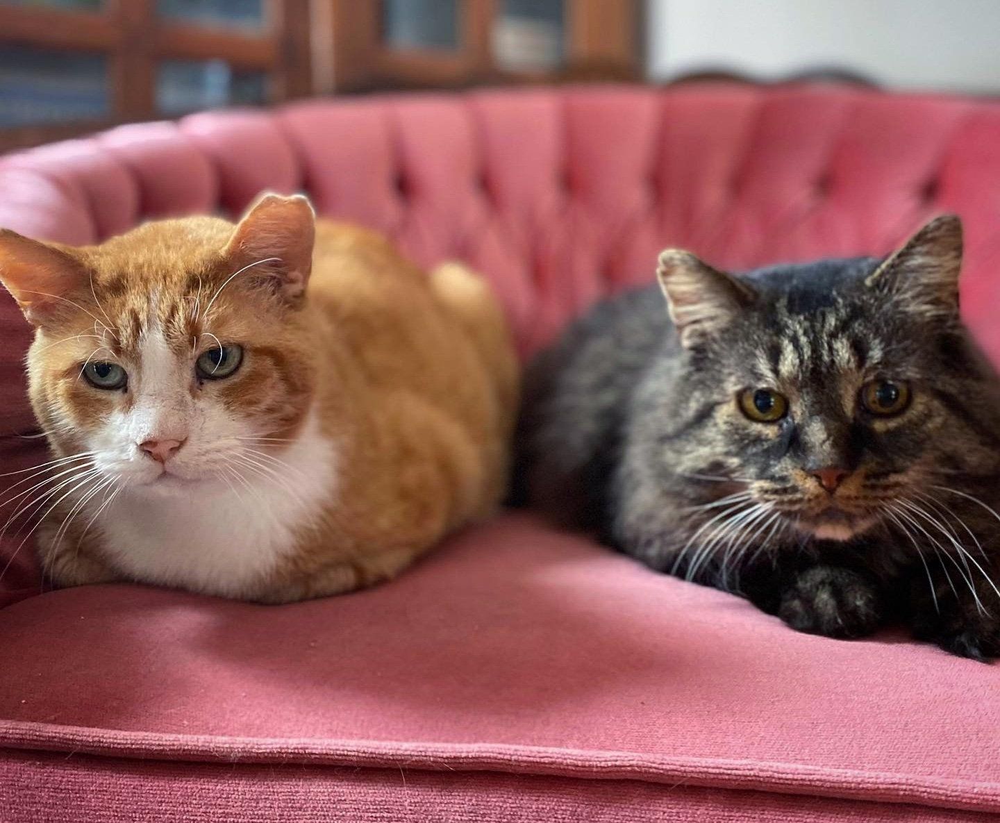 Heartfelt Reunion: Two Stray Cats Find Their Forever Home Together