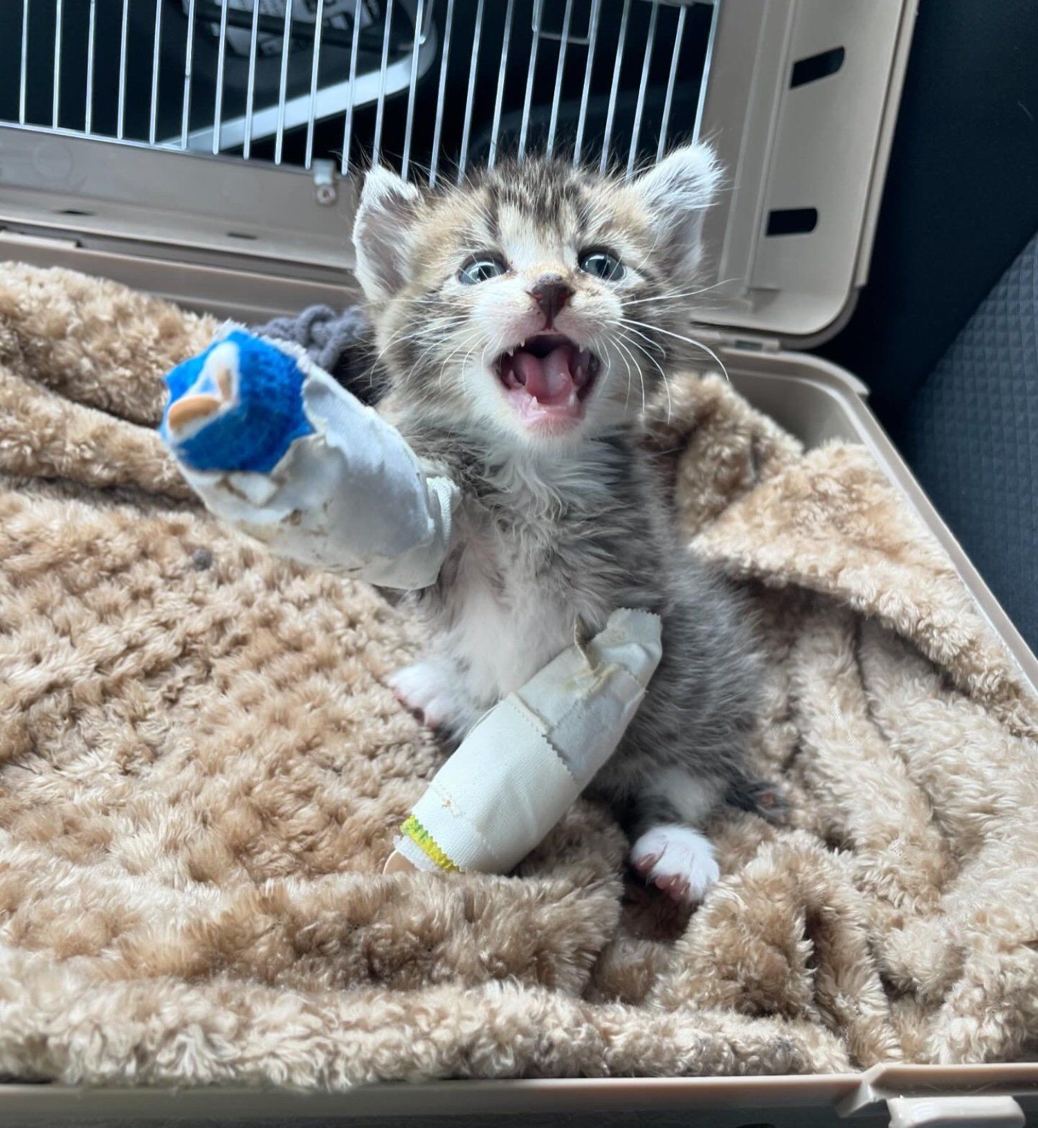Incredible Transformation: How a Brave Kitten Overcame Obstacles to ...
