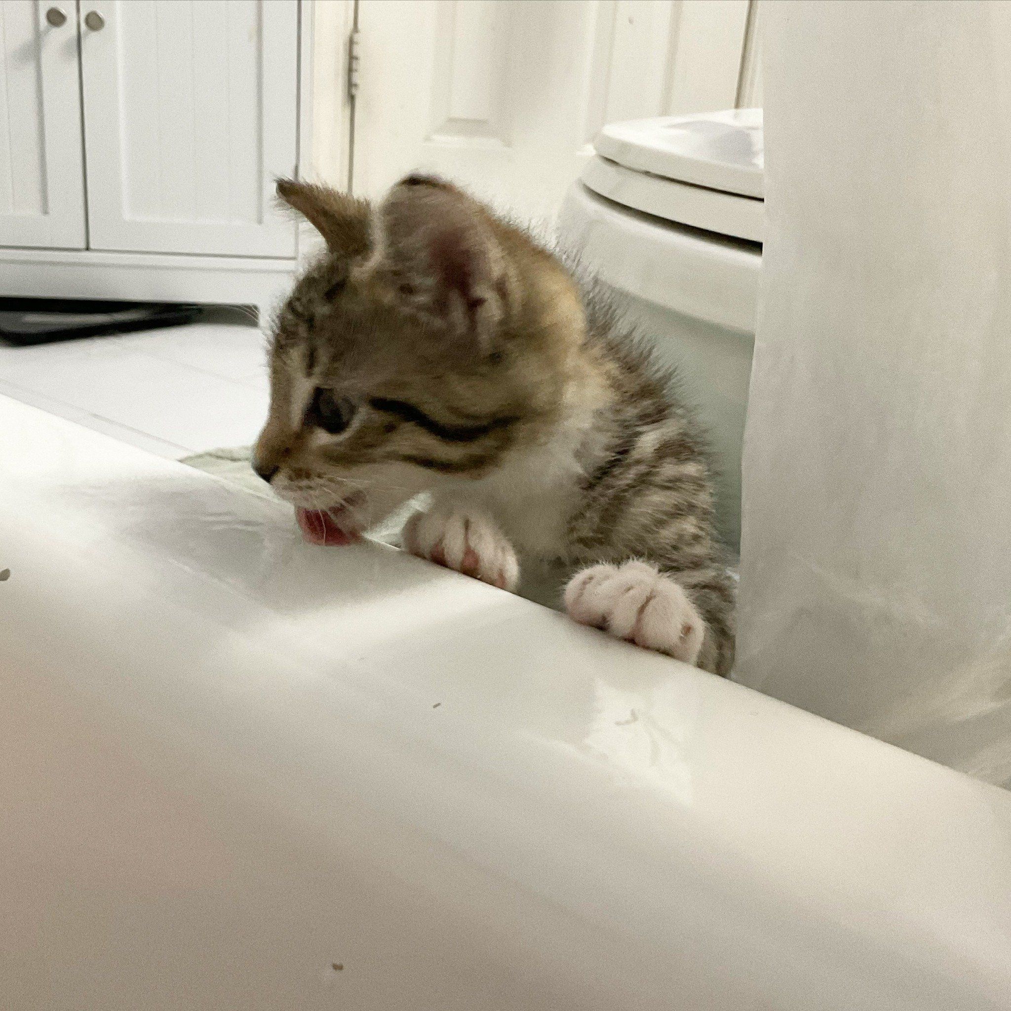 Incredible Transformation: How a Brave Kitten Overcame Obstacles to ...
