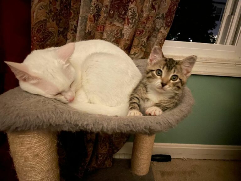 Incredible Transformation: How a Brave Kitten Overcame Obstacles to ...