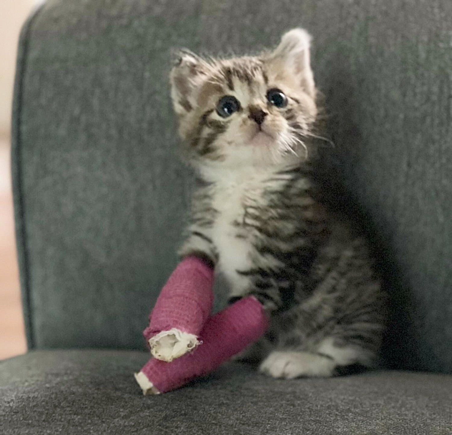 Incredible Transformation: How a Brave Kitten Overcame Obstacles to ...