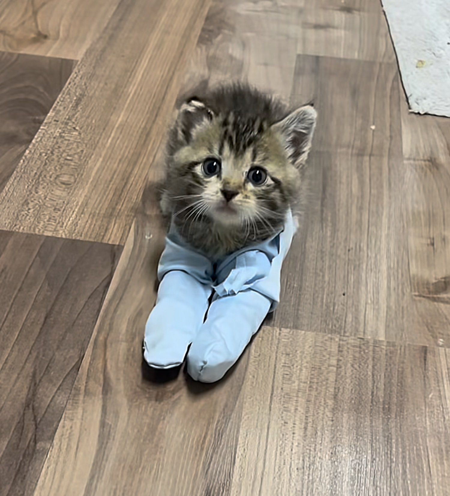 Incredible Transformation: How a Brave Kitten Overcame Obstacles to ...