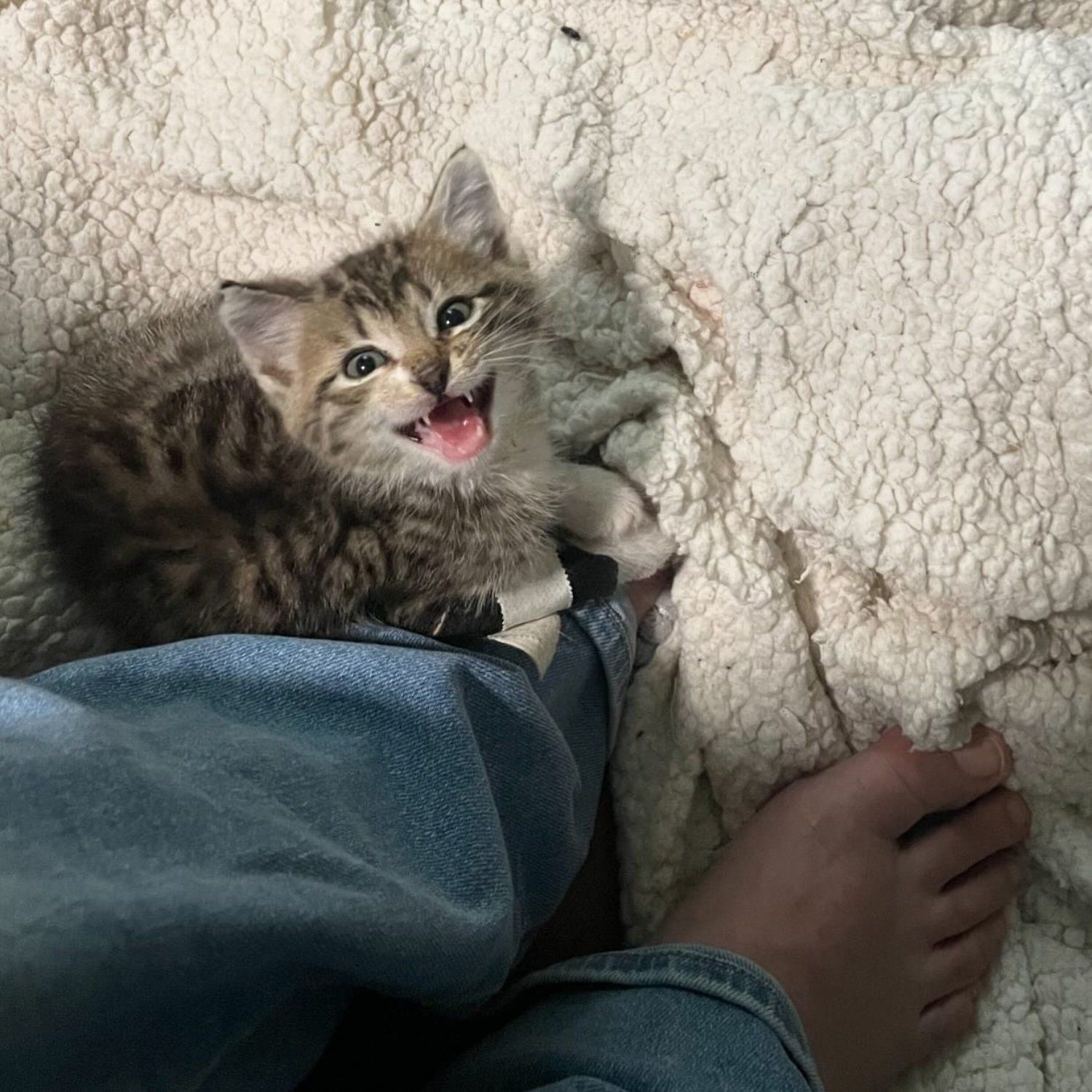 Incredible Transformation: How a Brave Kitten Overcame Obstacles to ...