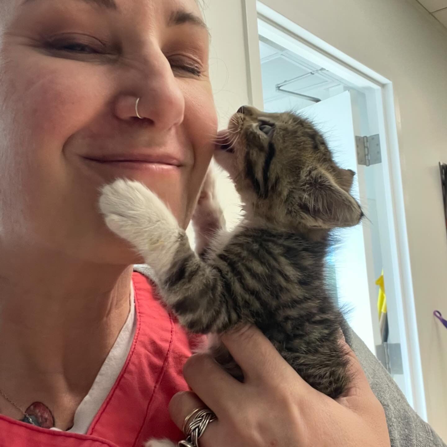 Incredible Transformation: How a Brave Kitten Overcame Obstacles to ...