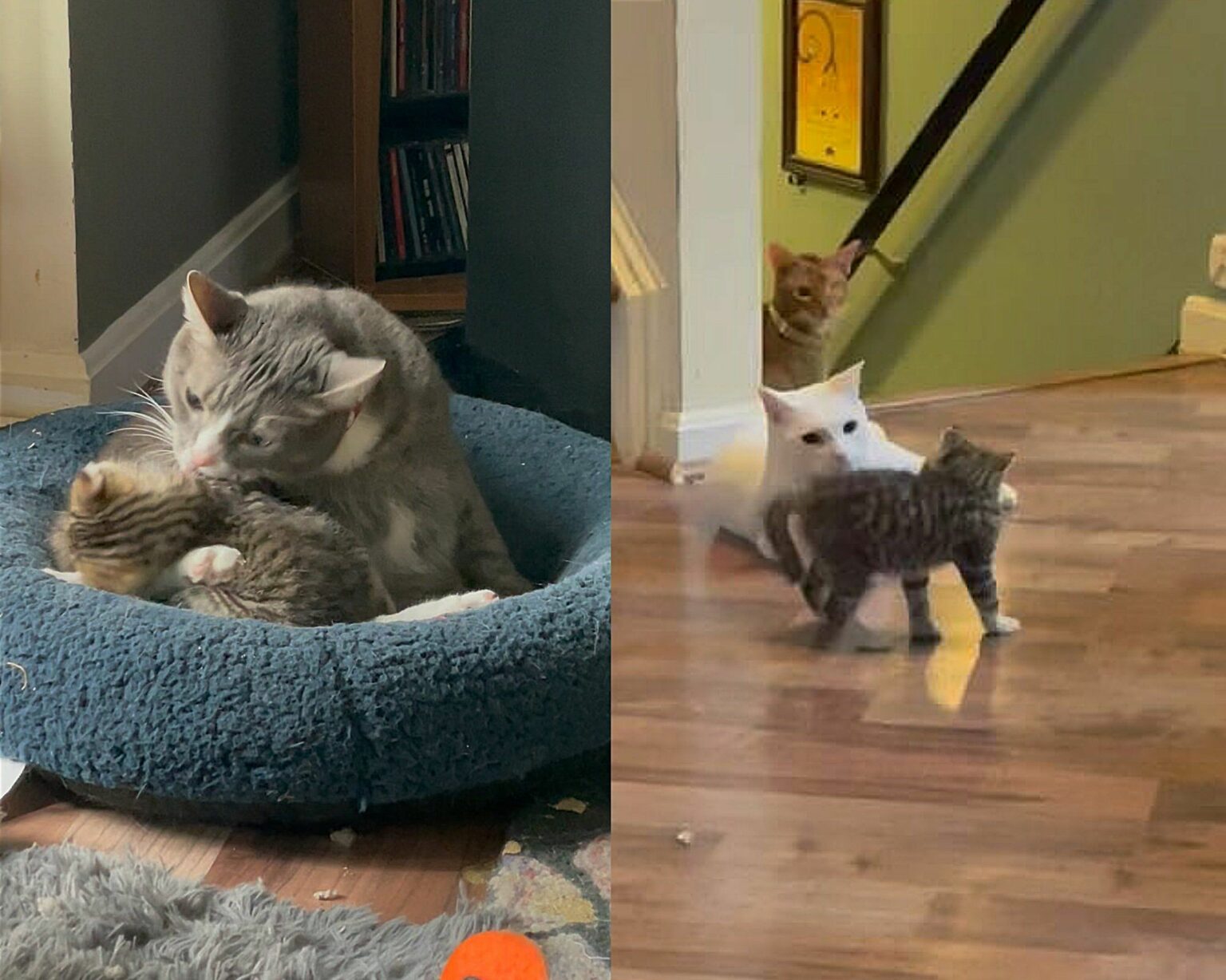 Incredible Transformation: How a Brave Kitten Overcame Obstacles to ...
