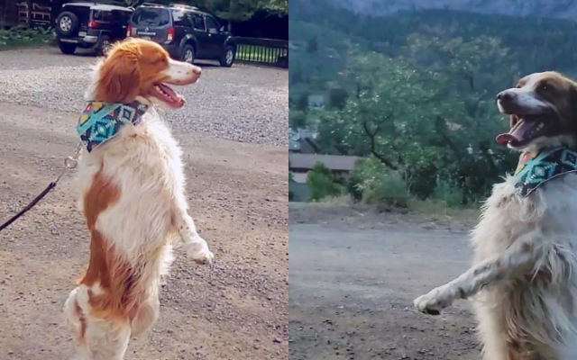 Meet the Dog Defying Nature by Walking Like a Human