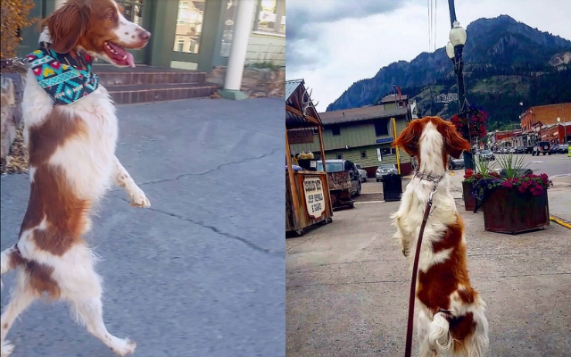 Meet the Dog Defying Nature by Walking Like a Human