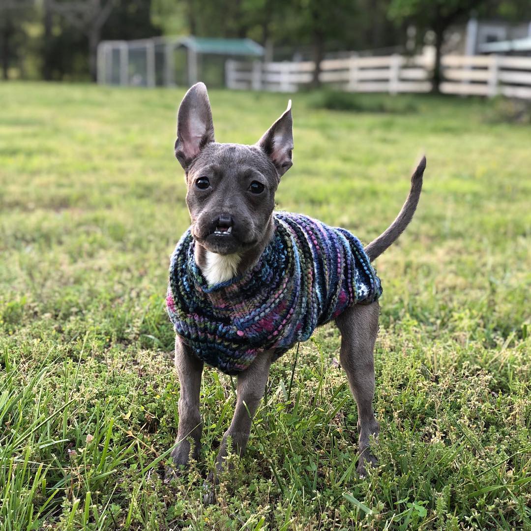 Meet the Remarkable Pittie Who Defied All Odds and Stole Hearts