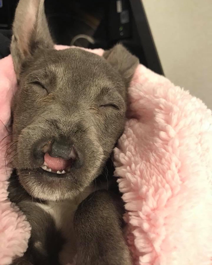 Meet the Remarkable Pittie Who Defied All Odds and Stole Hearts