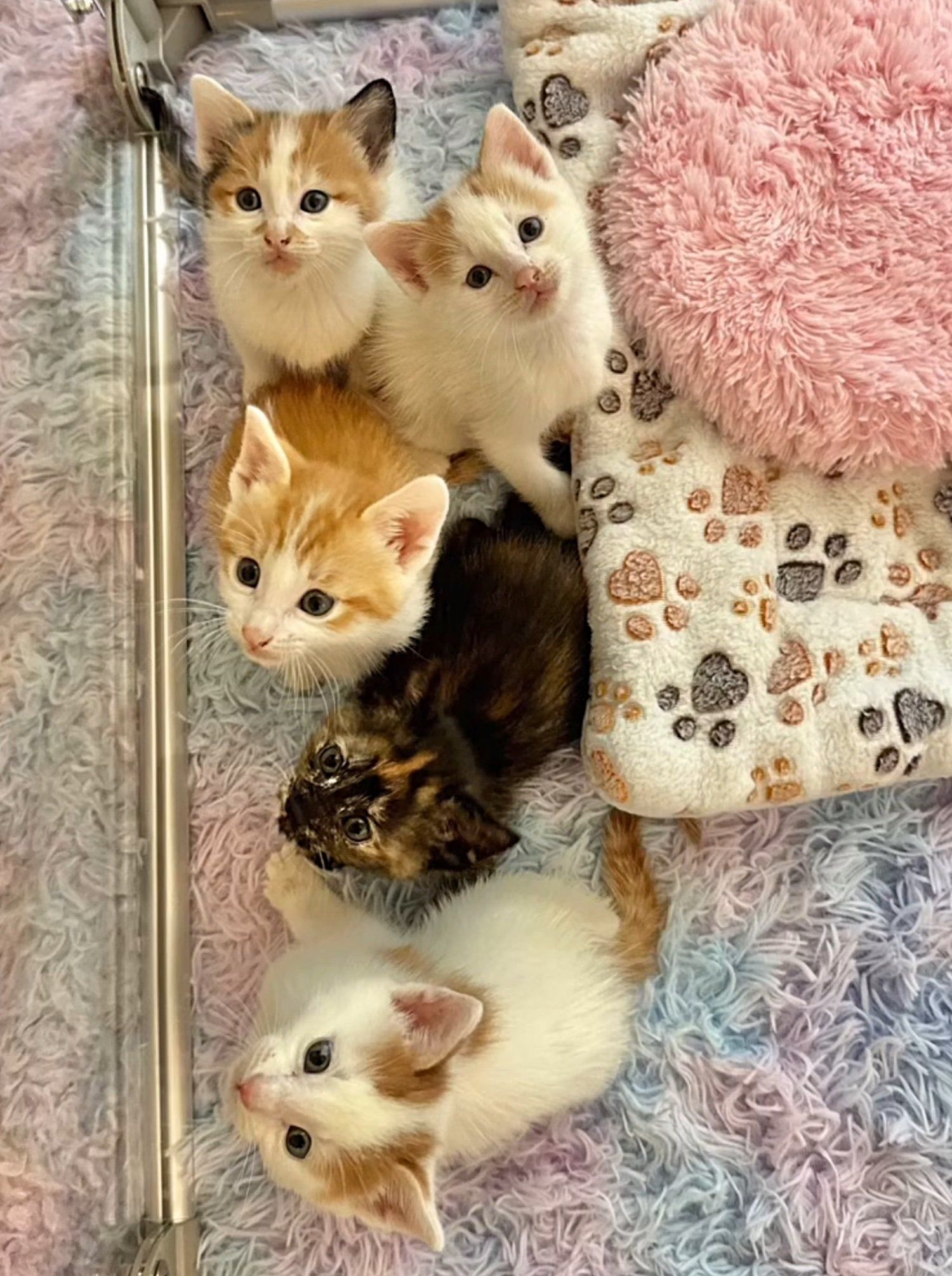 Meet the Resilient Kittens Defying All Odds with Their Unique Gait
