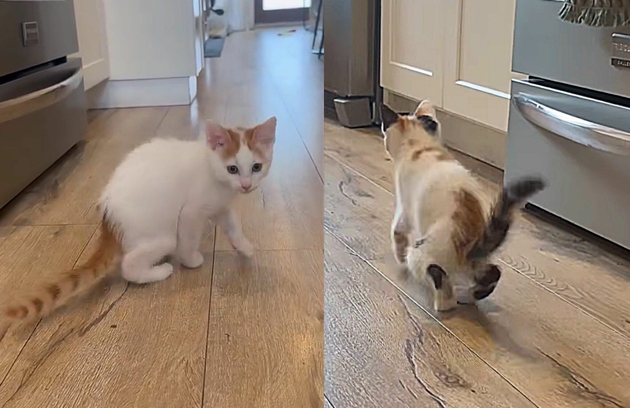 Meet the Resilient Kittens Defying All Odds with Their Unique Gait