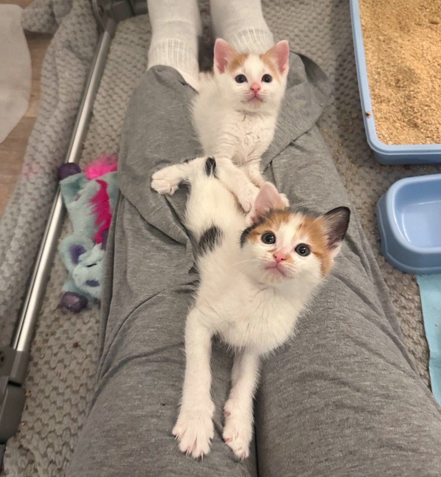 Meet the Resilient Kittens Defying All Odds with Their Unique Gait