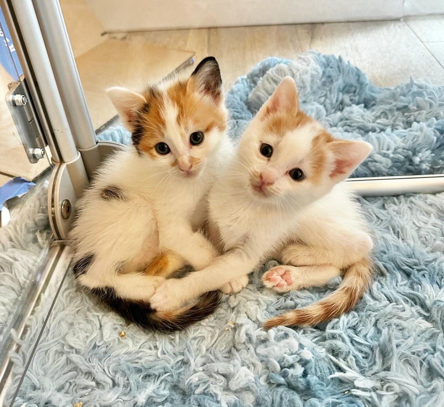 Meet the Resilient Kittens Defying All Odds with Their Unique Gait