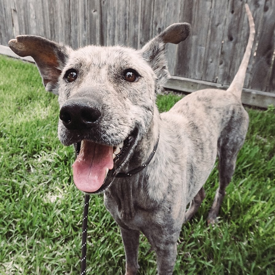Rescuers' Hearts Melted When They Discovered This Dog's Six-Year Ordeal
