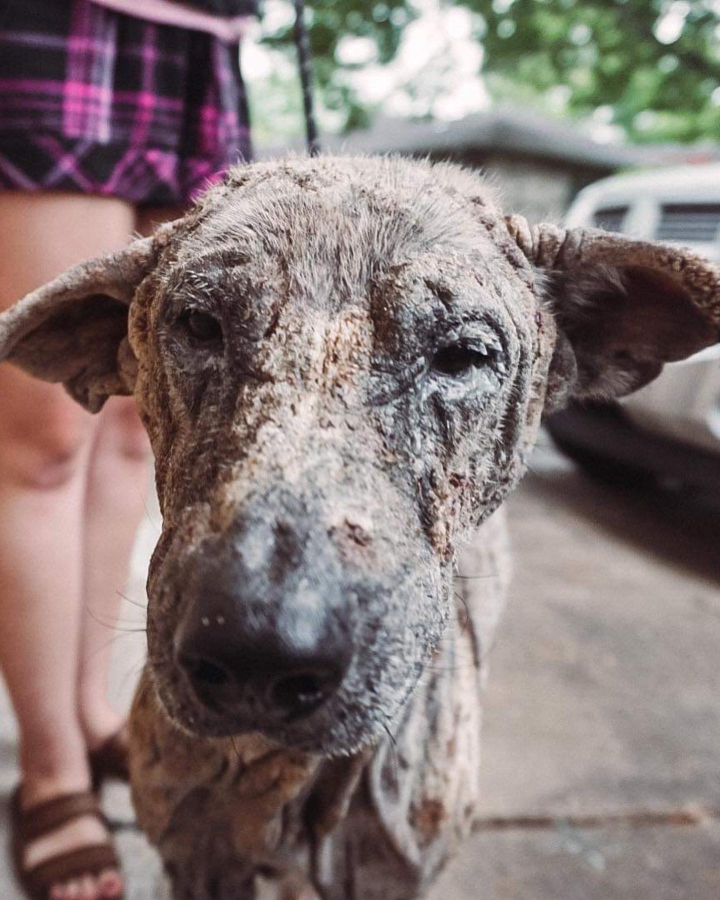 Rescuers' Hearts Melted When They Discovered This Dog's Six-Year Ordeal