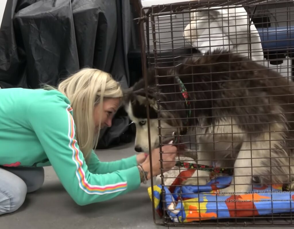 Rescuers Stunned by Heartbreaking Discovery of Pregnant Husky at ...