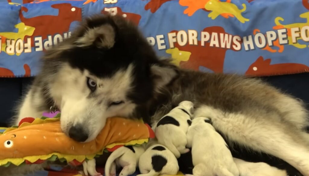 Rescuers Stunned by Heartbreaking Discovery of Pregnant Husky at ...