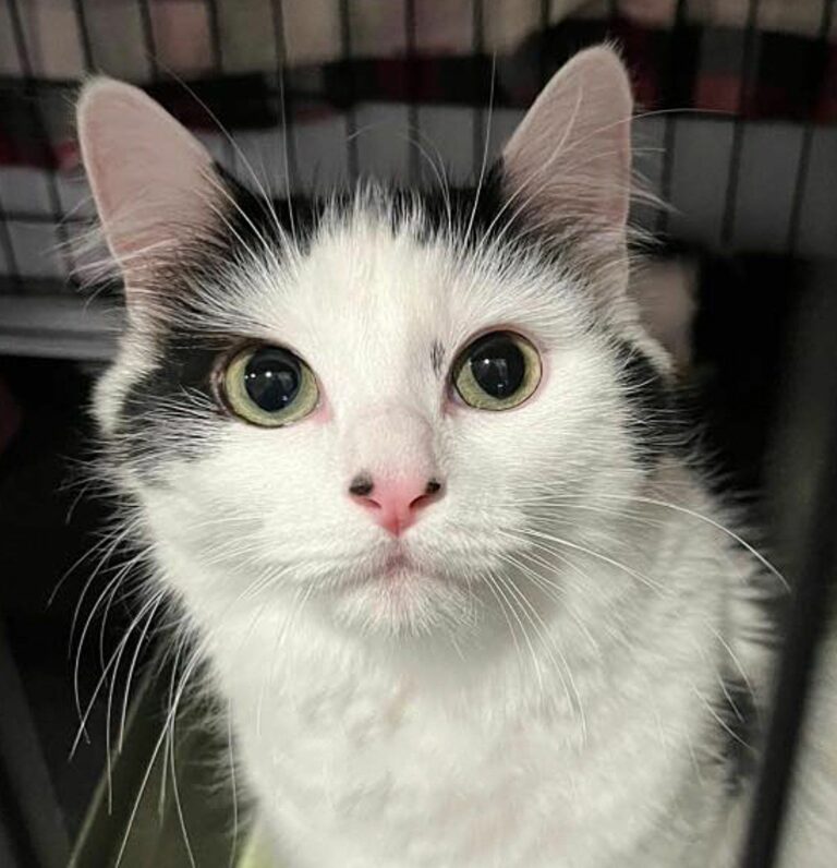 A Cat’s 99-Day Journey: From Motherhood to Finding Her Forever Home