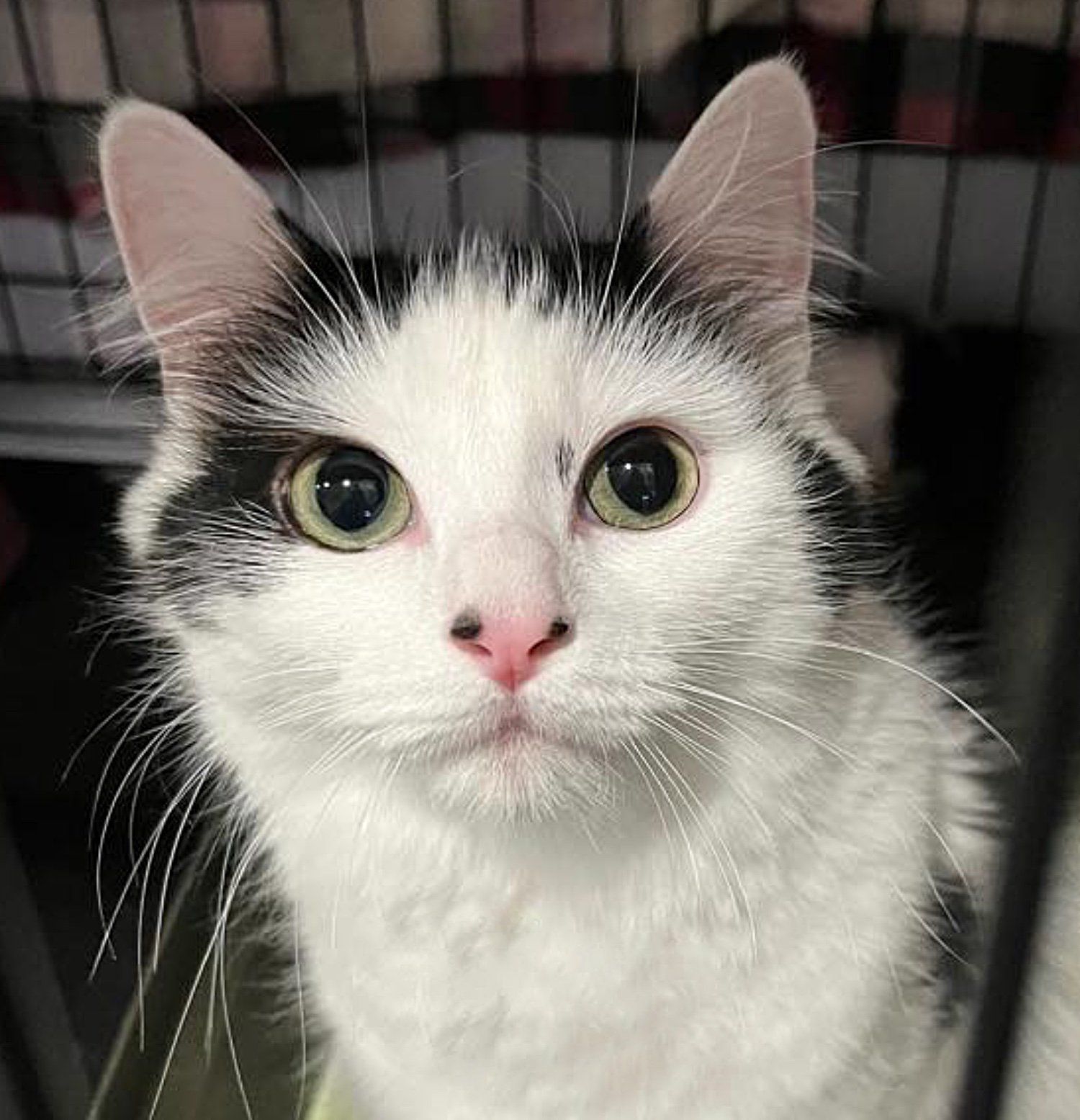 A Cat’s 99-Day Journey: From Motherhood to Finding Her Forever Home