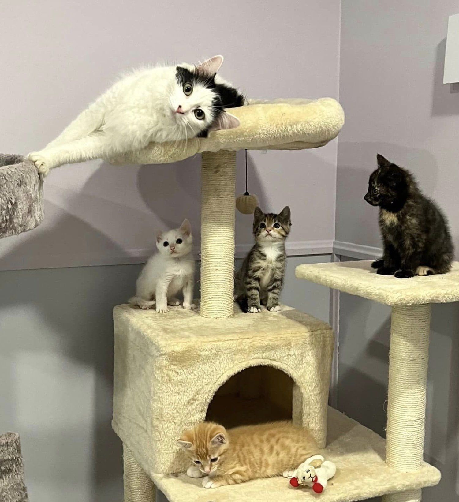 A Cat’s 99-Day Journey: From Motherhood to Finding Her Forever Home