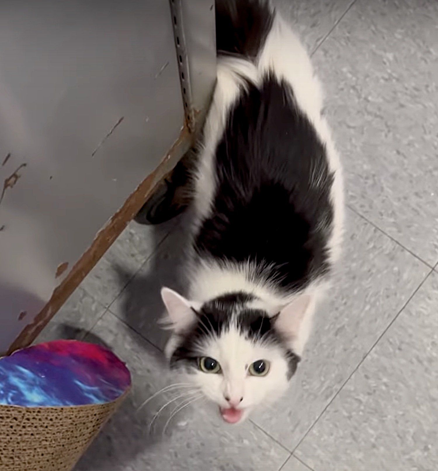 A Cat’s 99-Day Journey: From Motherhood to Finding Her Forever Home