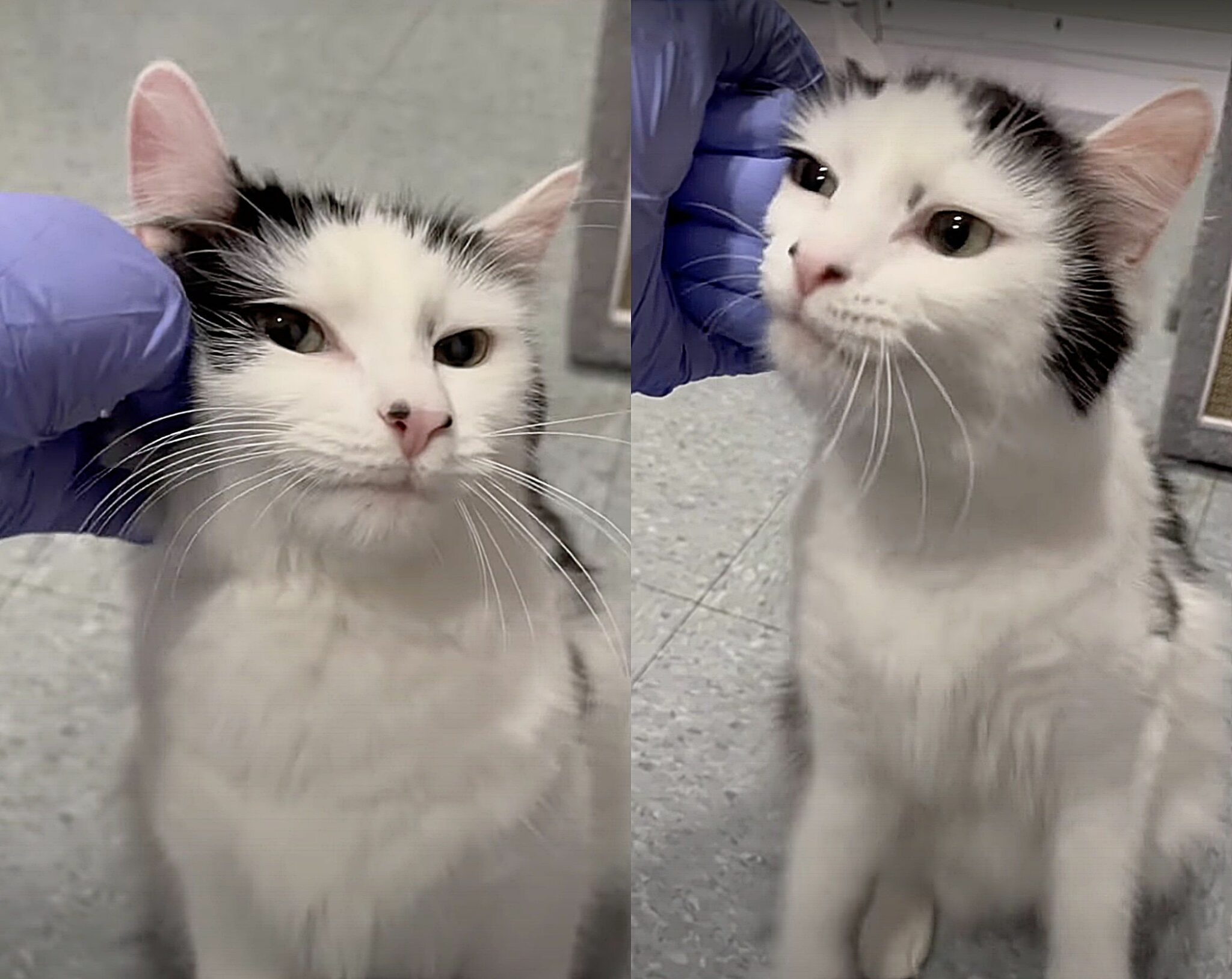 A Cat’s 99-Day Journey: From Motherhood to Finding Her Forever Home