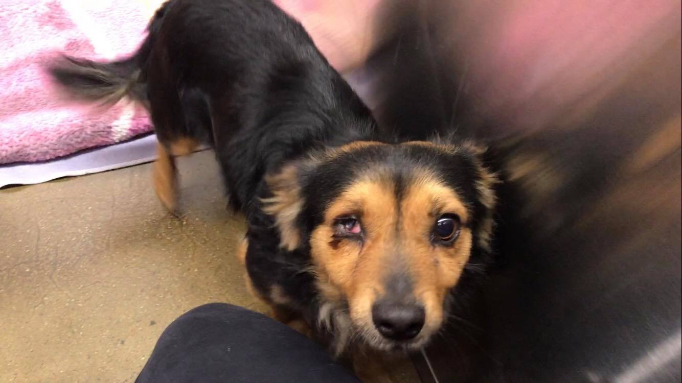 A Dog's Heartbreak and Miraculous New Beginning