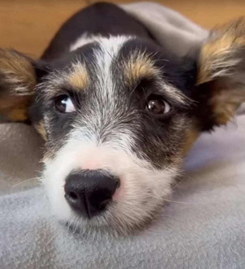 A Girl's Scrapyard Discovery Uncovers a Heartbreaking Truth